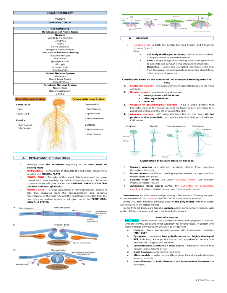 Human Histology: Nervous Tissue - Neurons, Glial Cells & Synapses