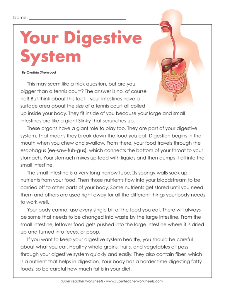 Your Digestive System: Anatomy, Function, and Healthy Habits