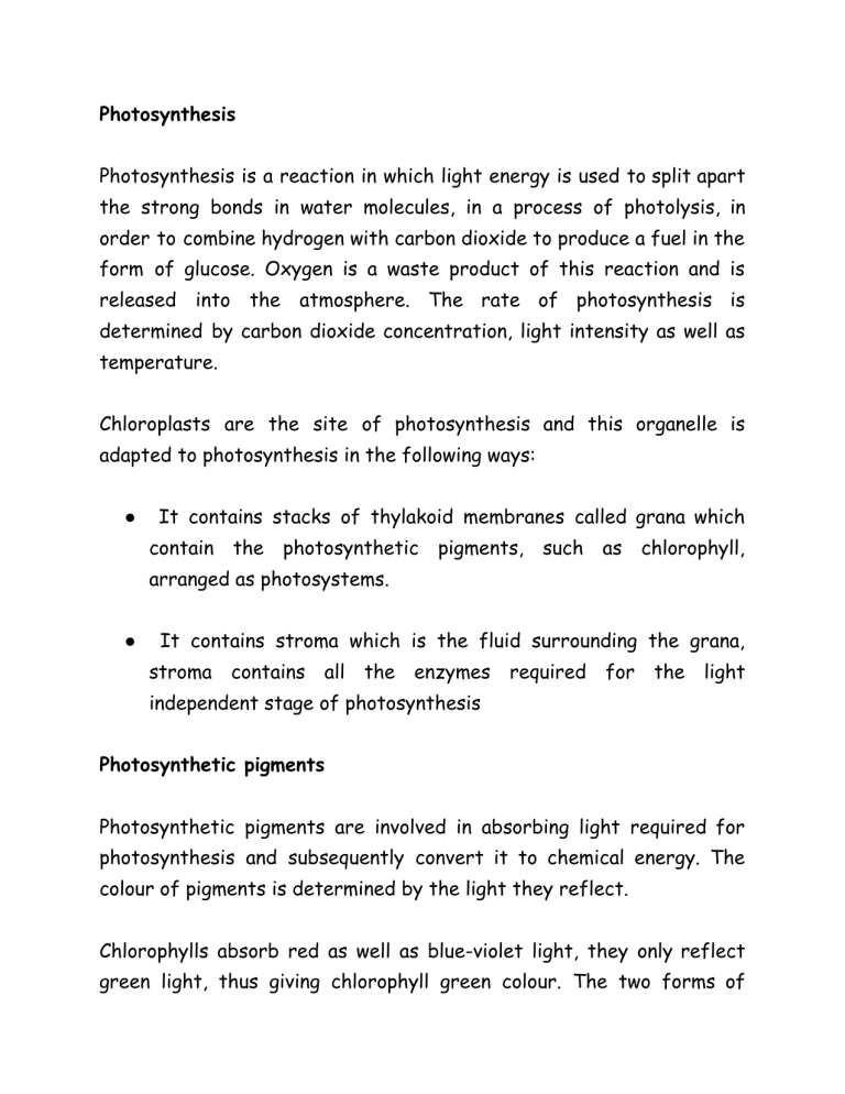Photosynthesis & Ecosystems Study Notes