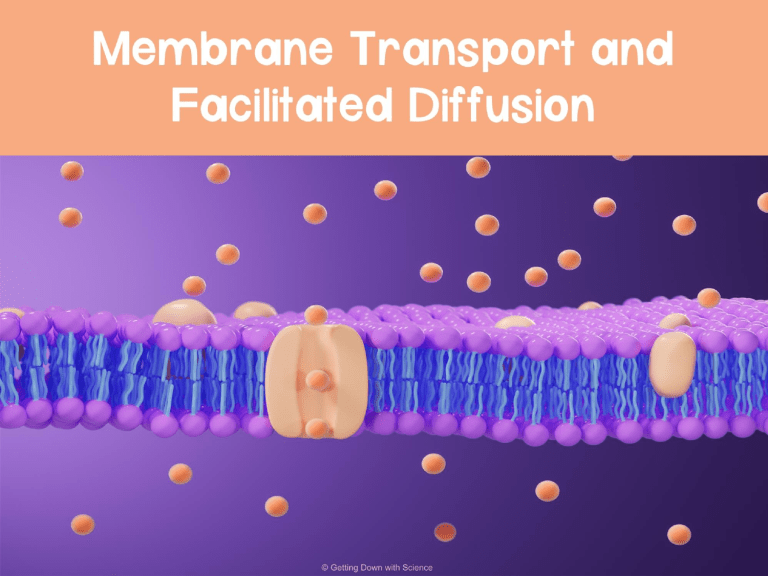 Cell Membrane Transport: Passive & Active Processes