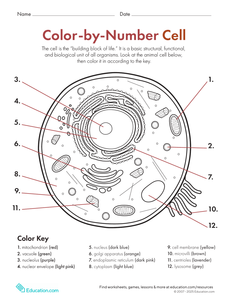 Animal Cell Color-by-Number Worksheet