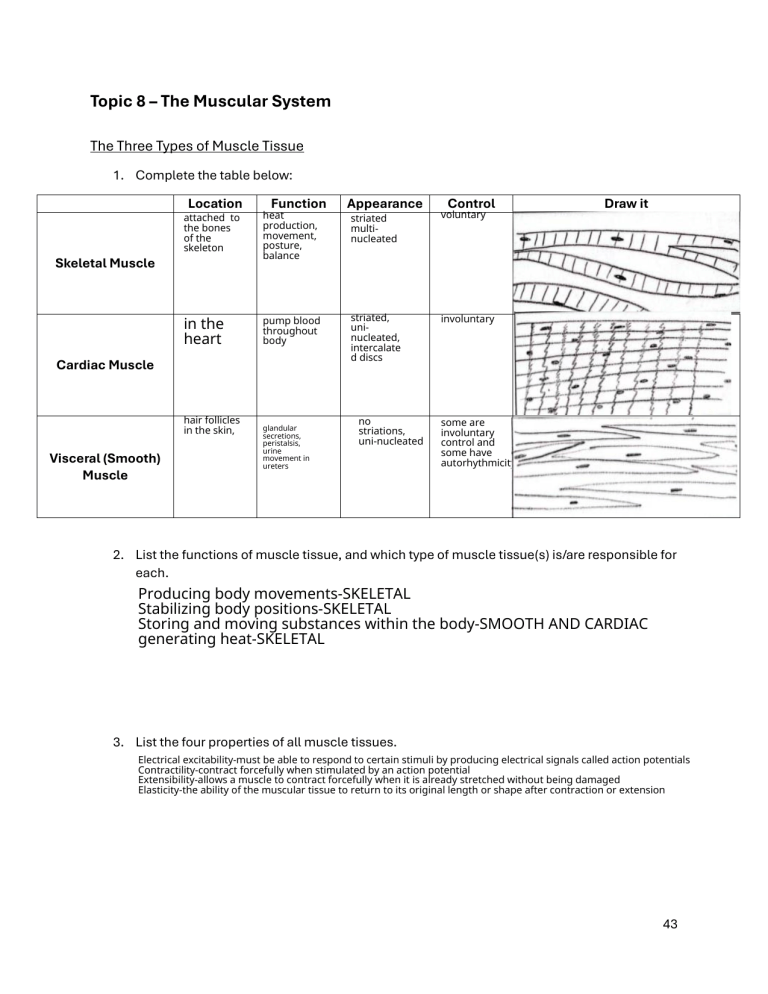 The Muscular System: Muscle Tissue, Anatomy, Metabolism & Control