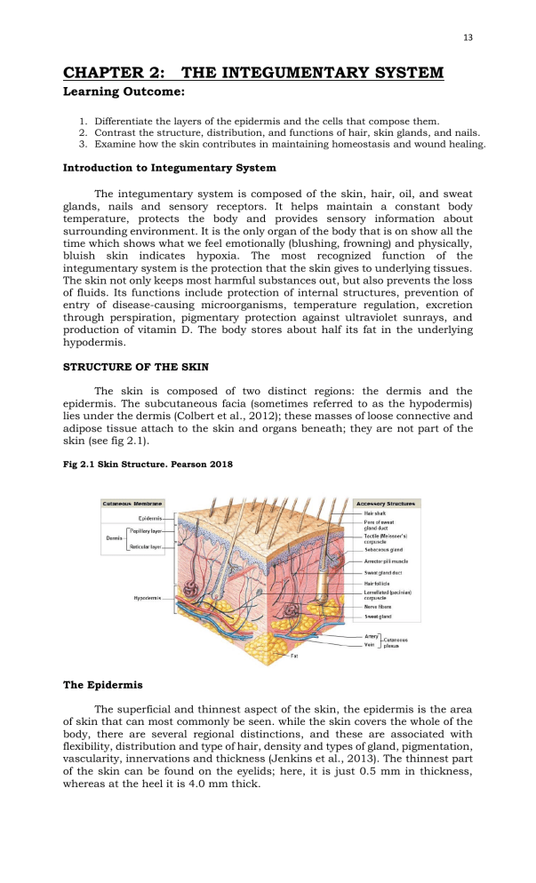 The Integumentary System: Skin Anatomy, Layers, and Functions