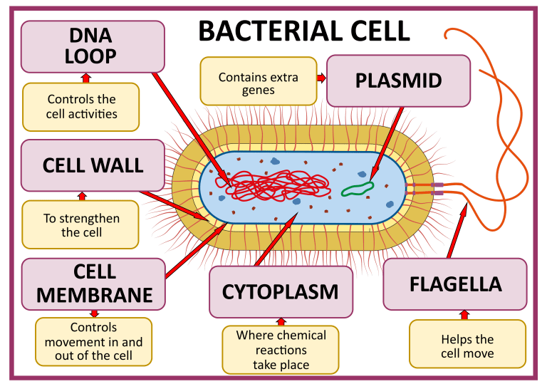 Bacterial Cell Structure & Functions | Biology Diagram