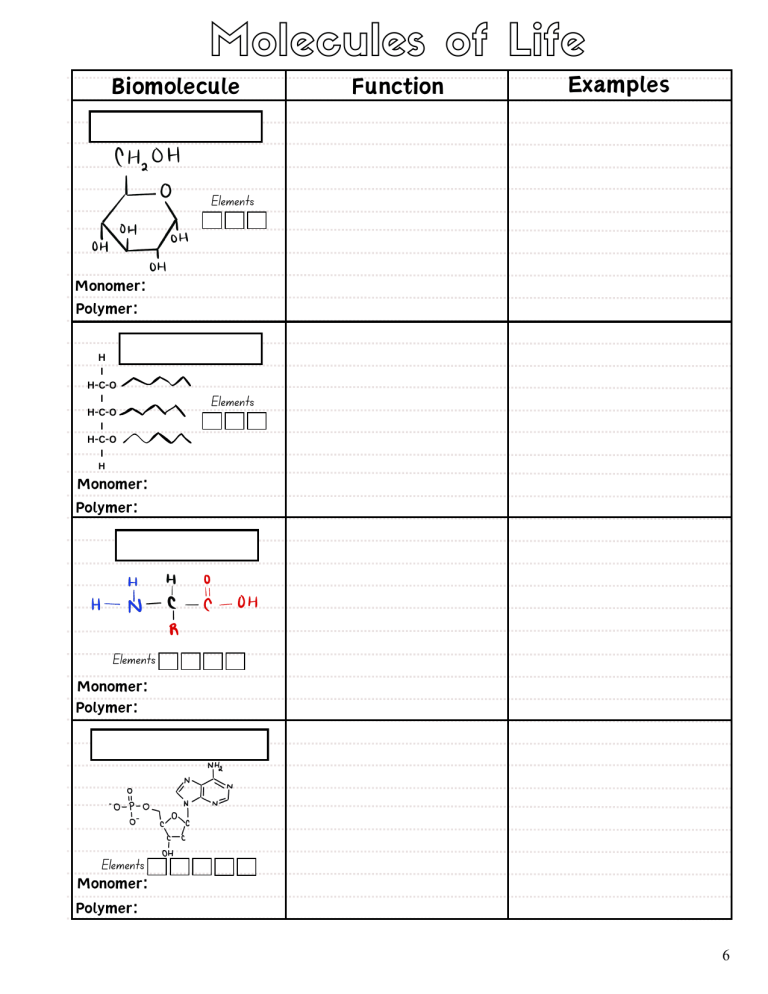 Biomolecules Worksheet: Carbohydrates, Lipids, Proteins, Nucleic Acids