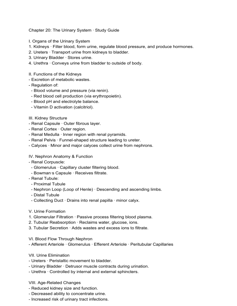 Urinary System Study Guide Anatomy Function Urine Formation