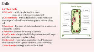 Plant and Animal Cells Worksheet for KS3
