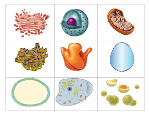 Cell Biology: Structure, Function, and Cell Junctions Guide