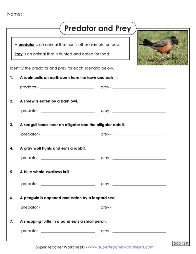 Predator and Prey Worksheet: Ecology for Kids