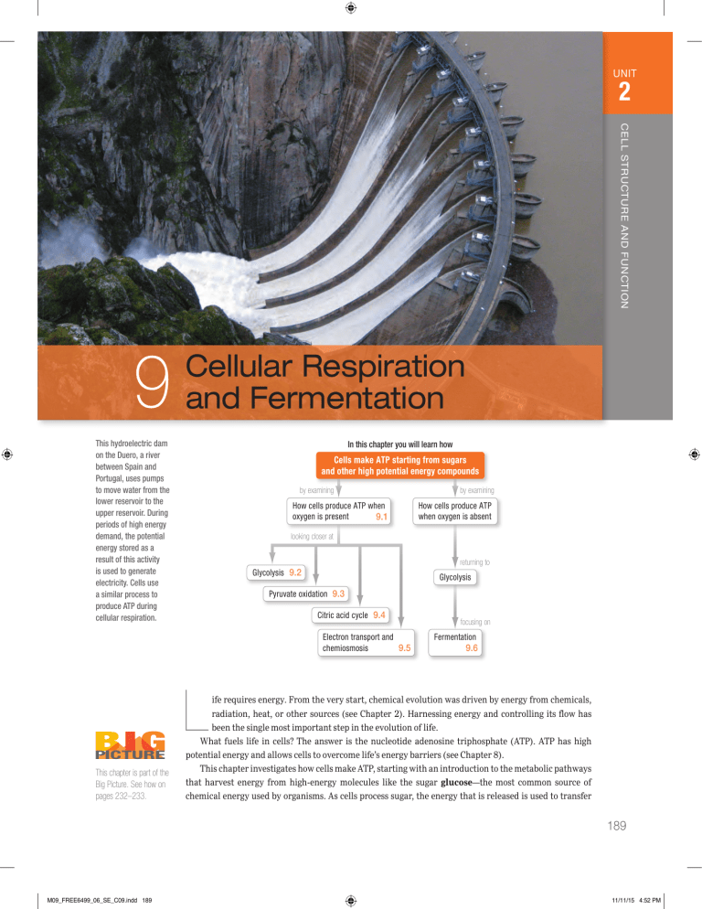Cellular Respiration & Fermentation: ATP Production from Glucose