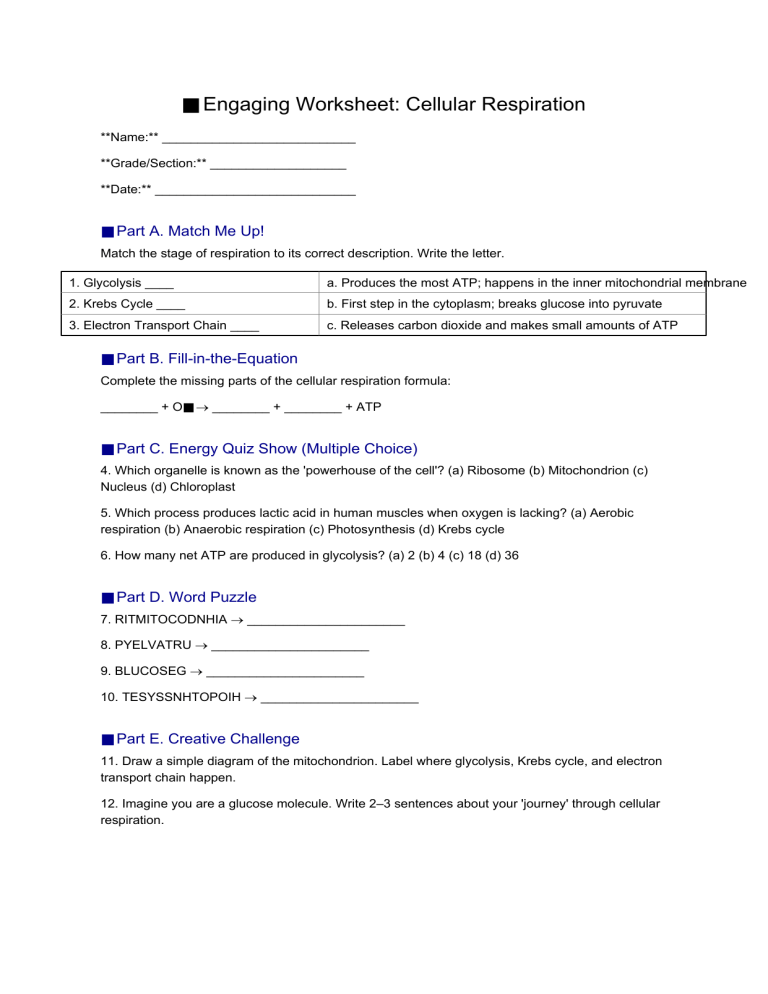 Cellular Respiration Worksheet: Biology Practice