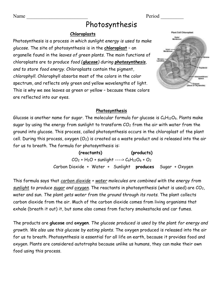 Photosynthesis Worksheet: Chloroplasts & Glucose