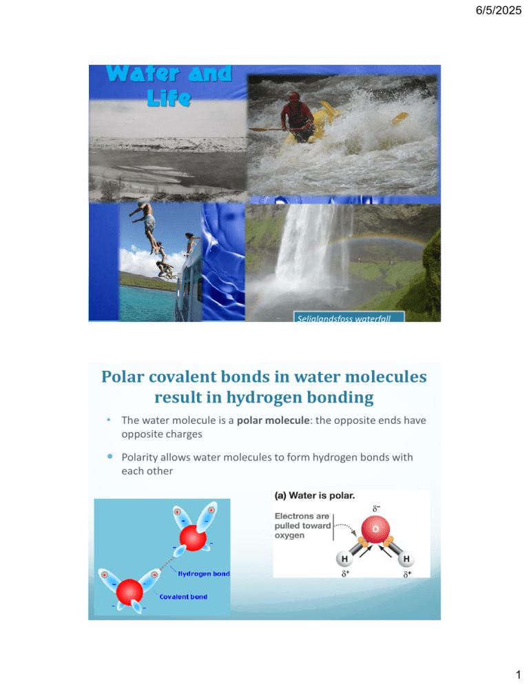 Water and Life: Properties, Hydrogen Bonding, pH, and Biological Roles