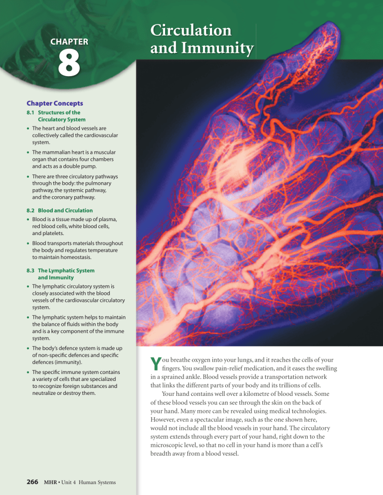Human Circulation & Immunity: Heart, Blood, Lymphatic System Biology