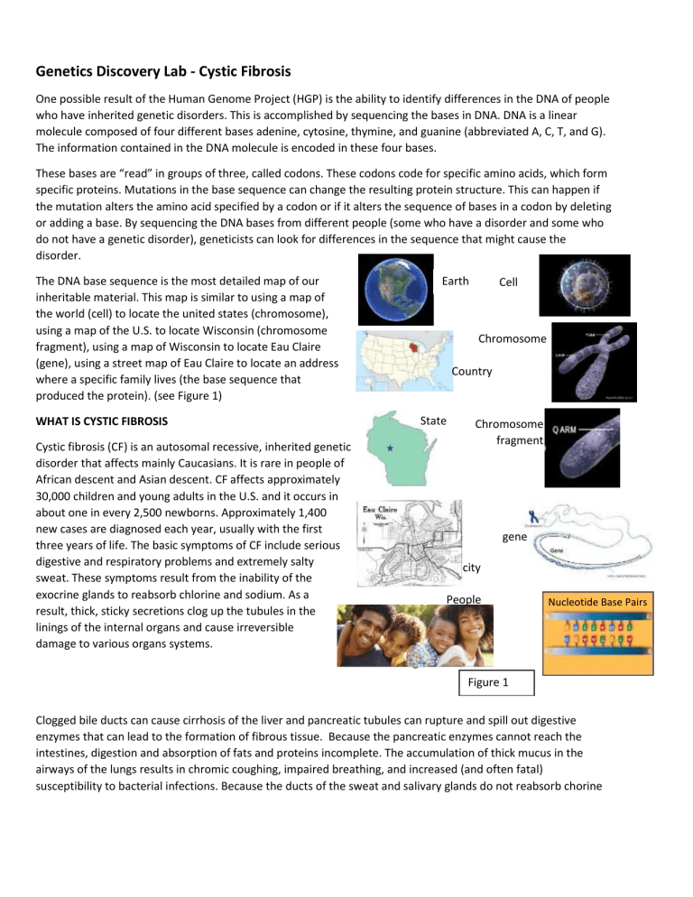 Cystic Fibrosis Genetics Lab: DNA Sequencing & Mutations Activity