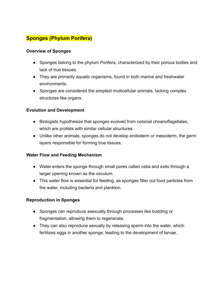 Sponges and Cnidarians Study Guide