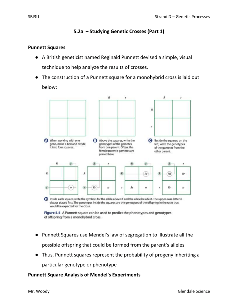 Punnett Squares & Genetic Crosses: Mendel's Laws | SBI3U Biology