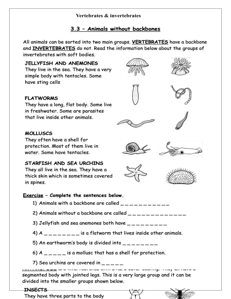 Invertebrate Animals: Classification, Characteristics & Examples
