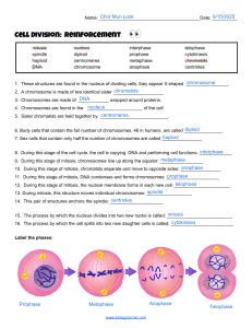 Cell Cycle Worksheet: Mitosis & Cell Division