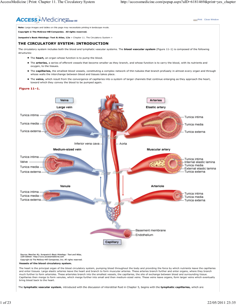 Circulatory System Histology: Heart & Blood Vessels