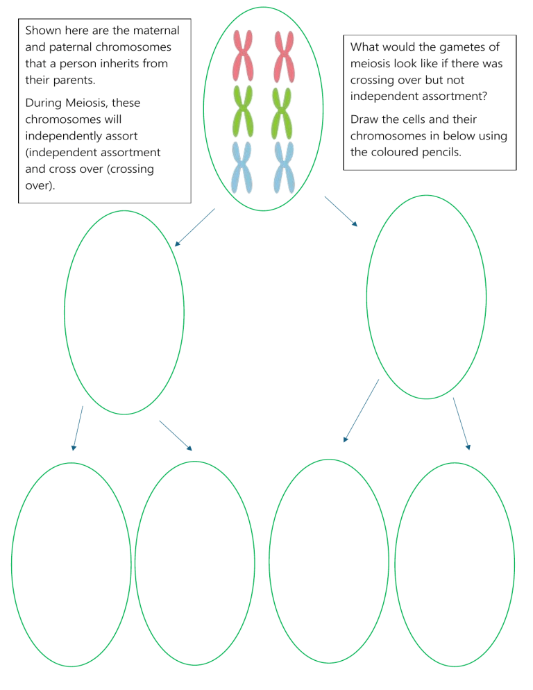 Meiosis: Crossing Over & Gamete Formation Without Independent Assortment