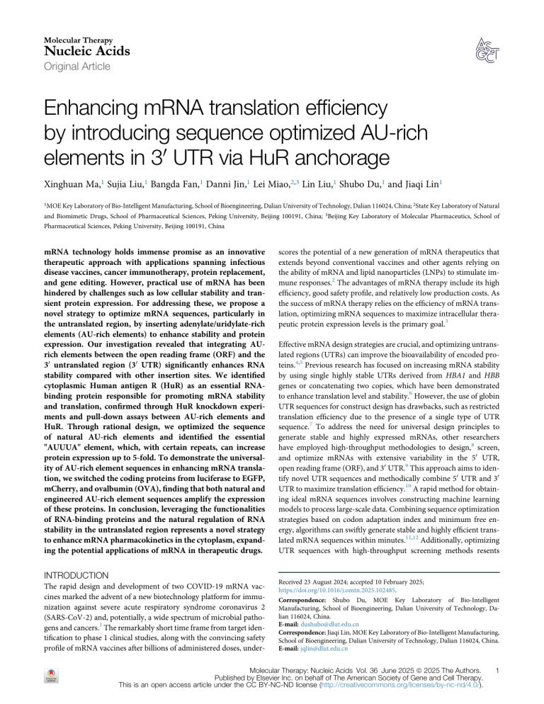 Enhancing mRNA Translation via AU-rich Elements & HuR Anchorage