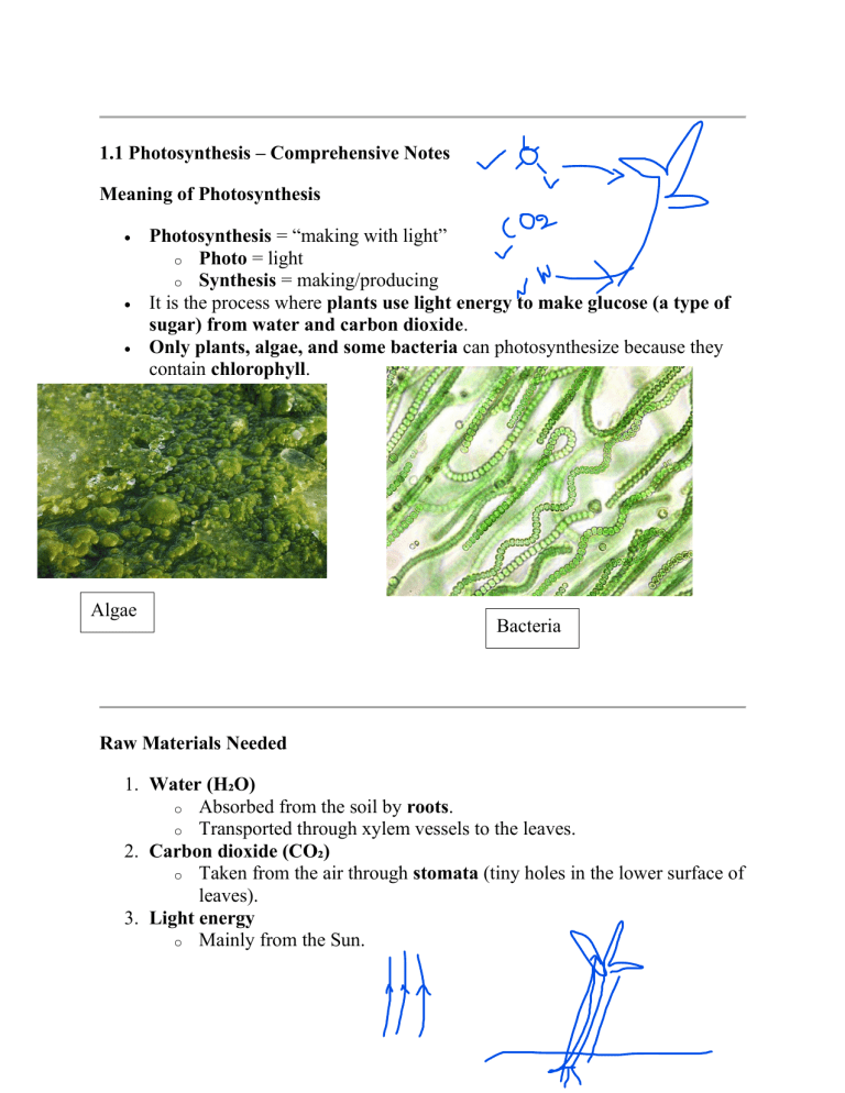 Photosynthesis Comprehensive Notes & Experiments Study Guide