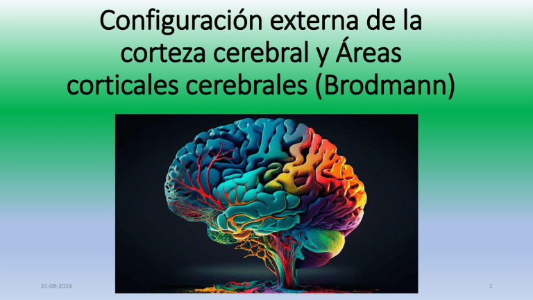 4.-Configuración externa de la corteza cerebral