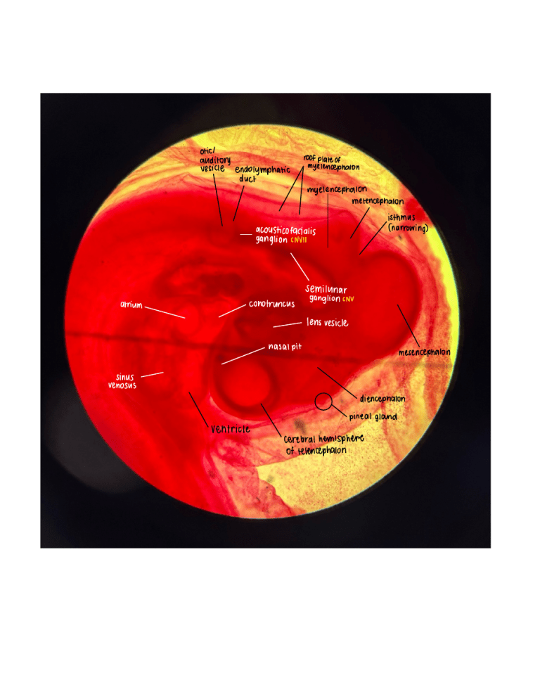 Embryo Development: Brain Regions & Anatomy Diagram