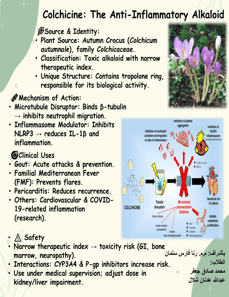 Colchicine: Anti-Inflammatory Alkaloid Overview