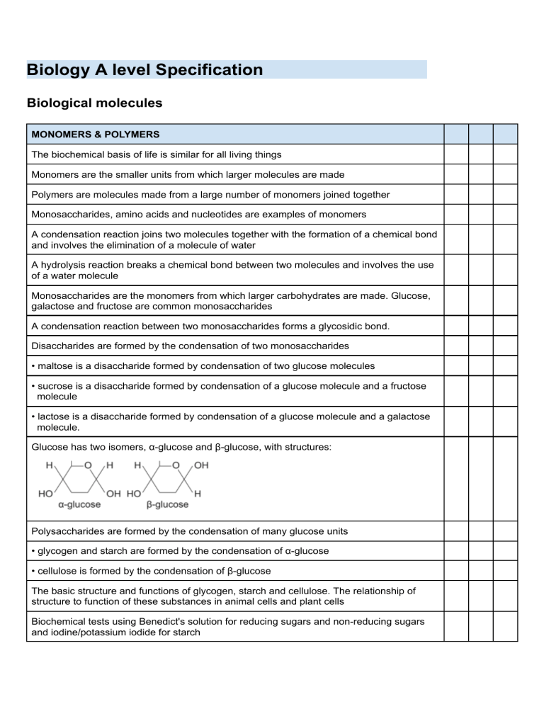 Biology A Level Specification: Biological Molecules, Cells, Enzymes & DNA
