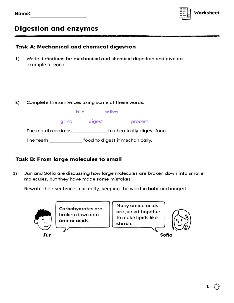 Digestion and Enzymes Worksheet | Mechanical & Chemical Digestion