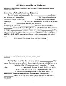 Cell Membrane & Transport Worksheet