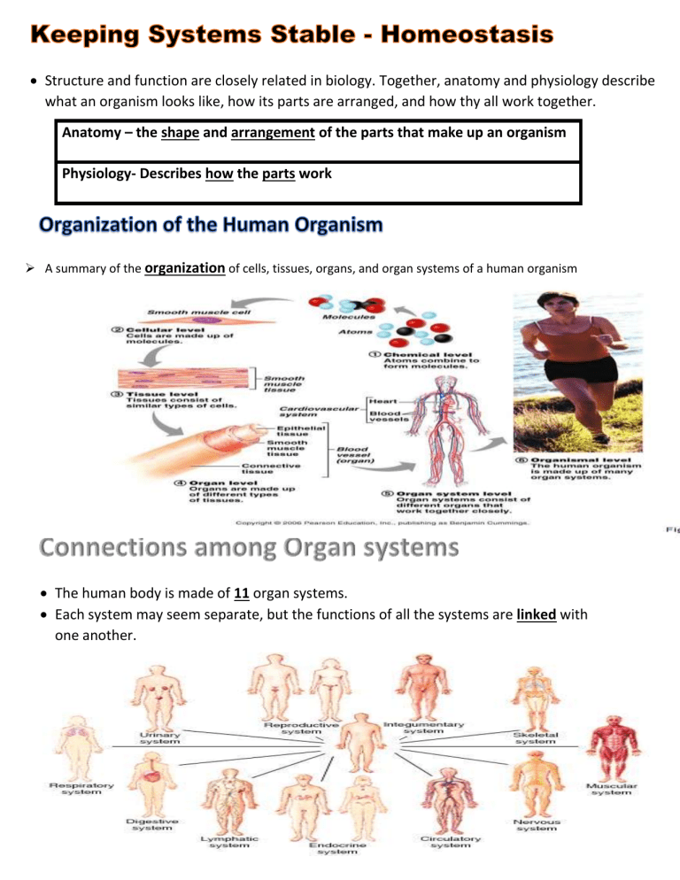 Human Body Systems: Anatomy, Physiology, and Homeostasis Explained