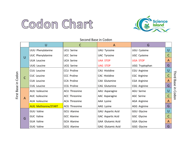 Codon Chart & Translation Practice Worksheet | Biology Genetics