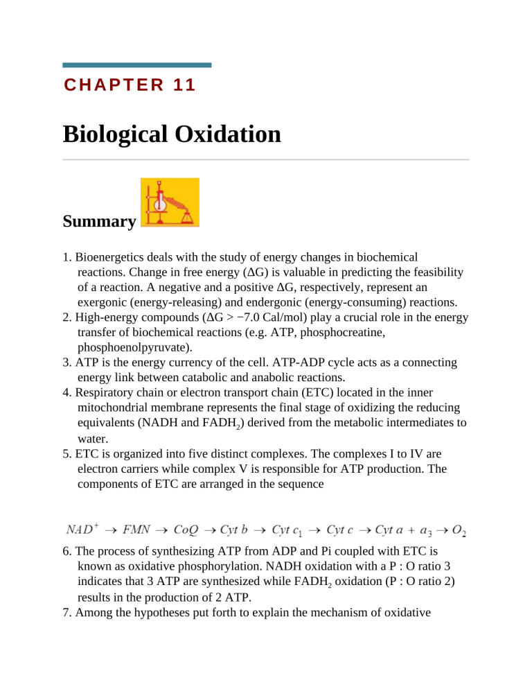Biological Oxidation: Bioenergetics, ATP, & Electron Transport Chain