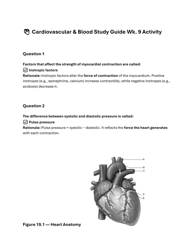 Cardiovascular & Blood Study Guide | Anatomy & Physiology
