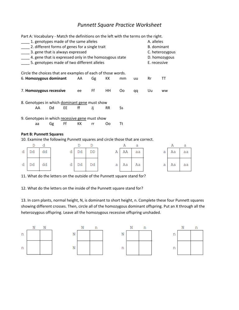 Punnett Square Practice Worksheet - Genetics Exercises