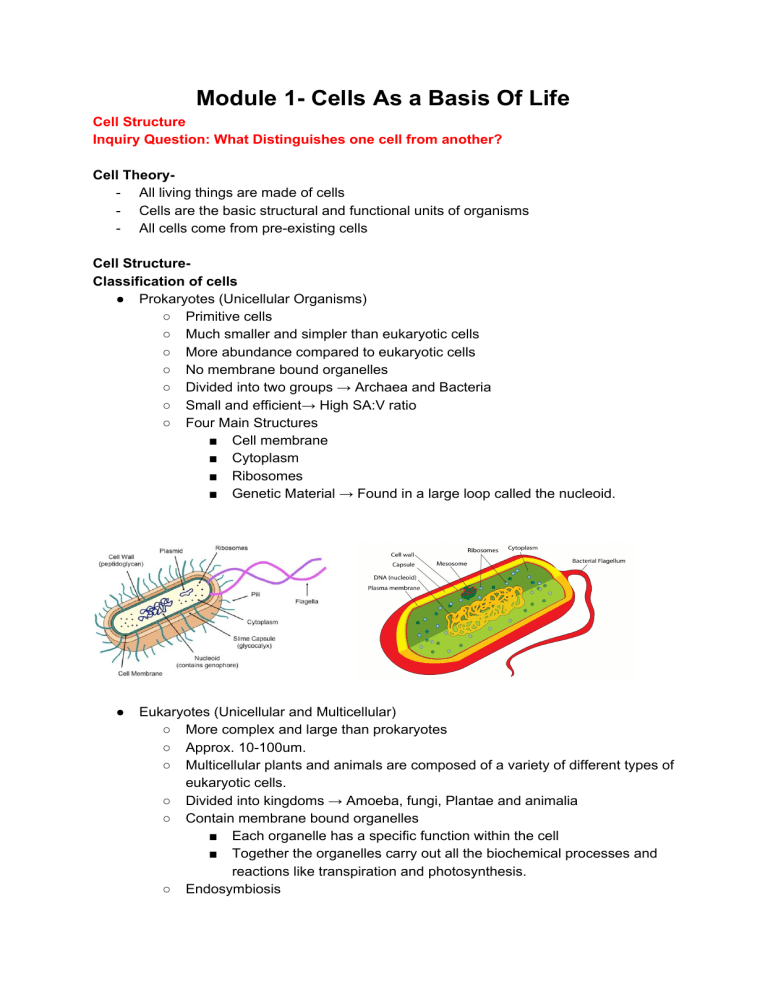 Cell Structure & Function: Prokaryotes, Eukaryotes, Organelles, Transport