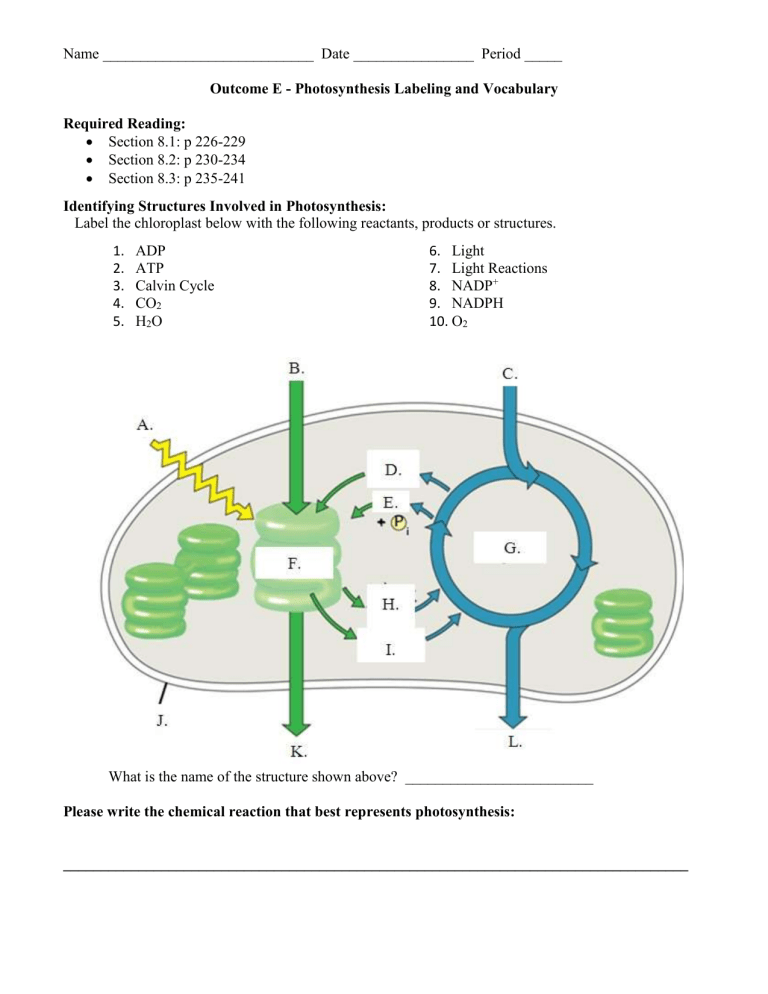 Photosynthesis Worksheet: Labeling & Vocabulary