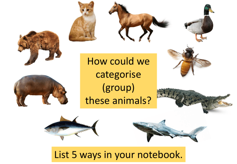 Venn Diagrams: Categorizing Animals & Data Organization Math Lesson