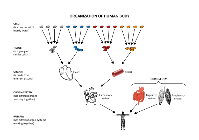 Human Body Organization: Cells, Tissues, Organs, Systems Explained