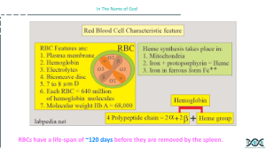 Hemoglobin Study Guide: P50, Oxy-Hb Curve, Bohr Effect