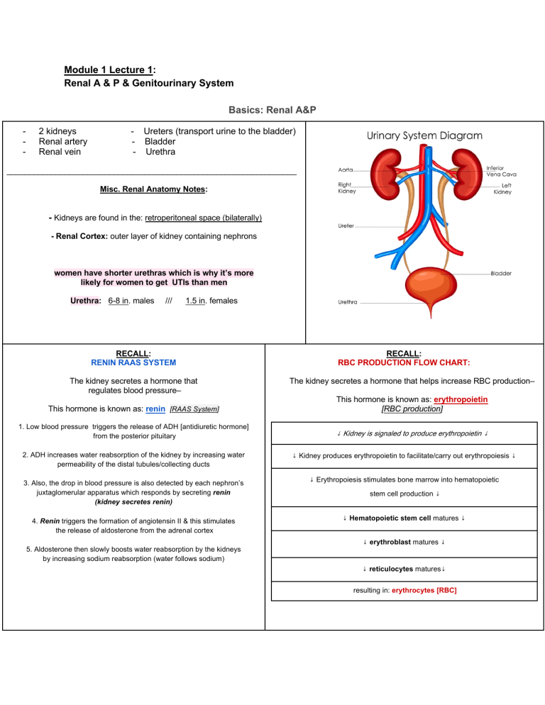 Renal A&P & Genitourinary System: Lecture Notes on Kidney Function