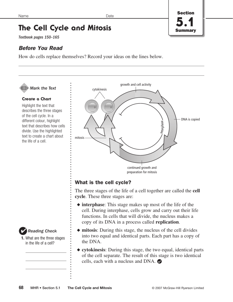 Cell Cycle & Mitosis Worksheet: High School Biology