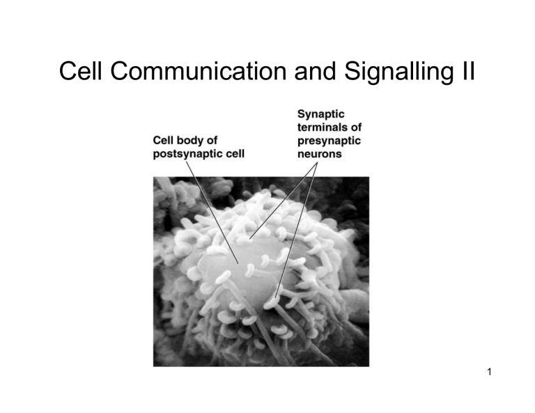 G-Protein Coupled Receptors & Signaling Pathways