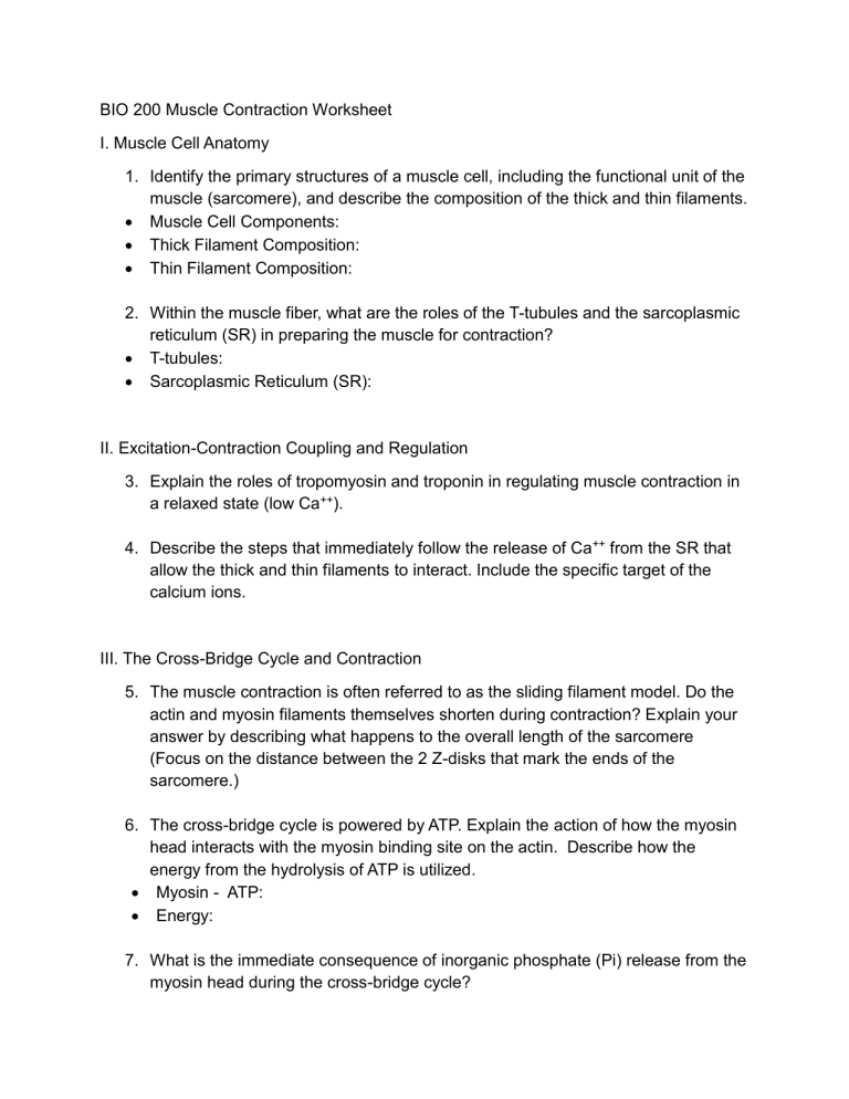 BIO 200 Muscle Contraction Worksheet: Anatomy & Physiology Study Guide