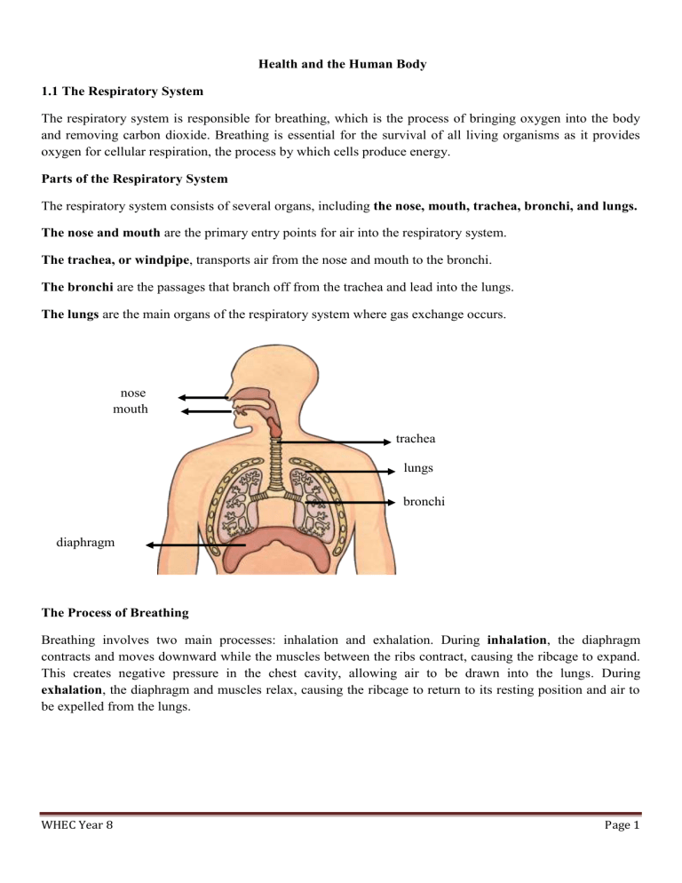 Respiratory System, Diet & Health - Year 8 Course Material