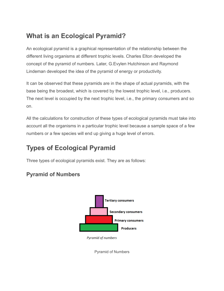 Ecological Pyramids: Types, Importance, and Limitations Explained