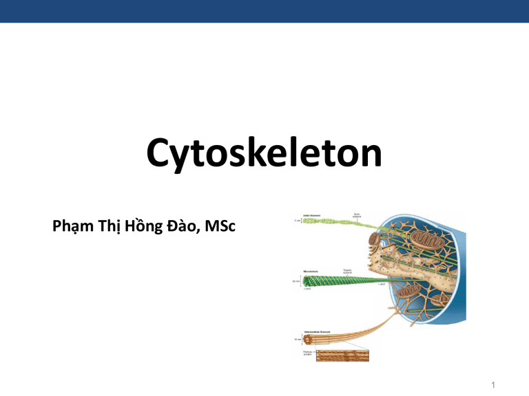 Cytoskeleton: Structure, Function & Dynamics